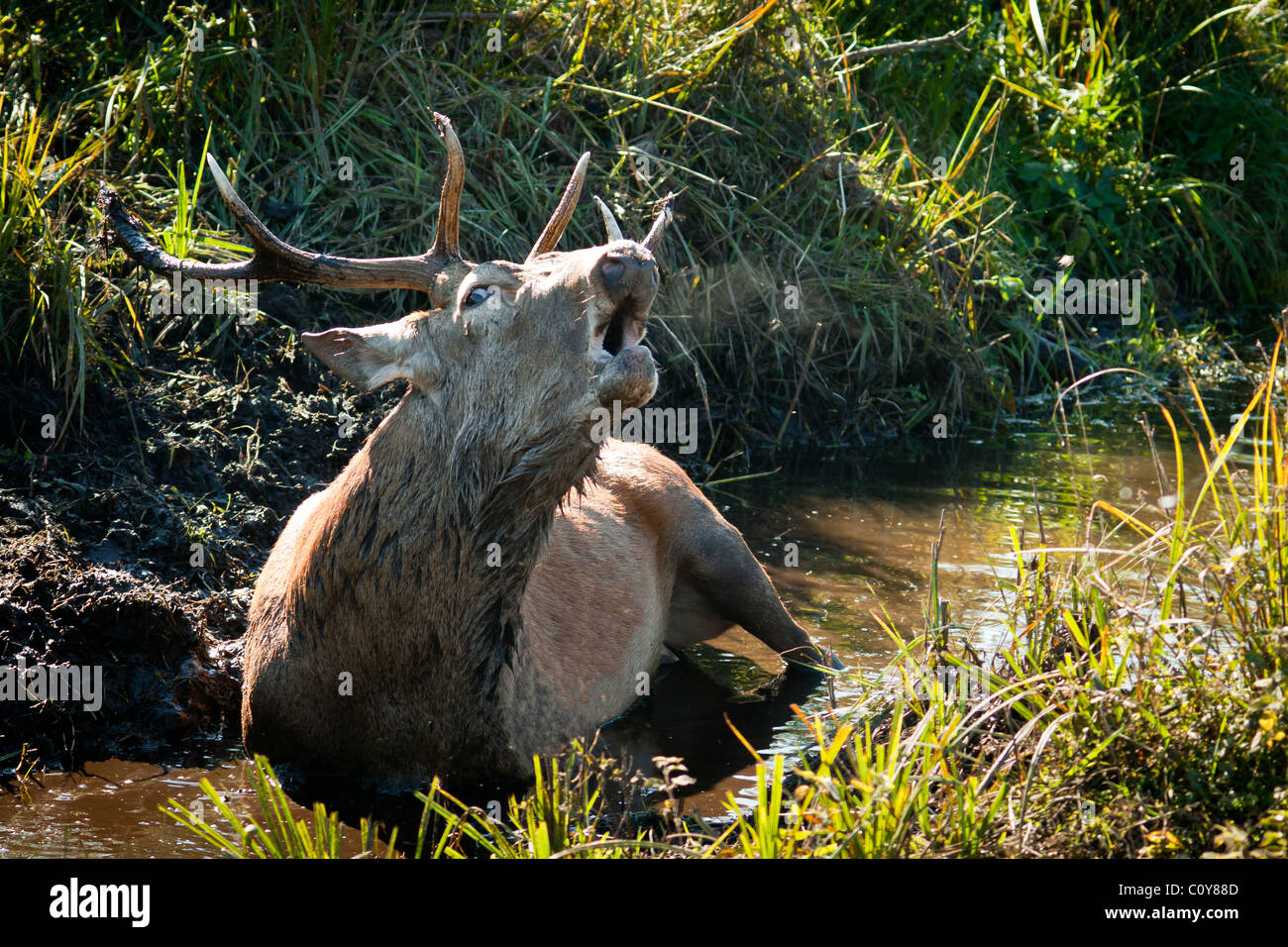 Majestic Deer bull take a bath Stock Photo - Alamy