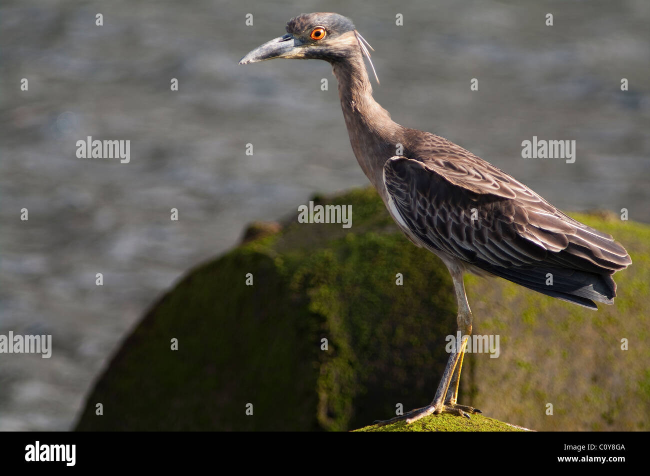 Azores night bird hi-res stock photography and images - Alamy