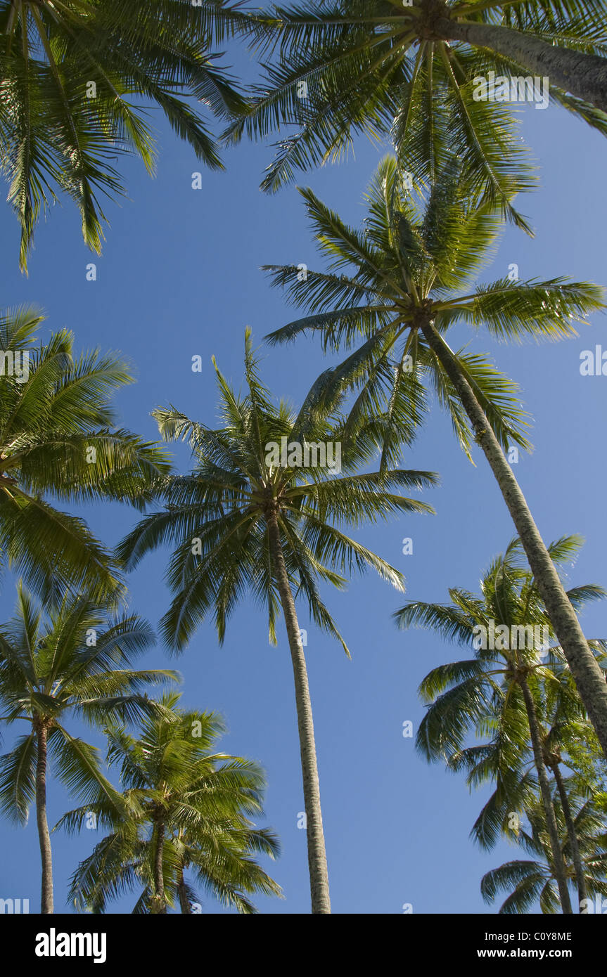 Australian palm trees hi-res stock photography and images - Alamy