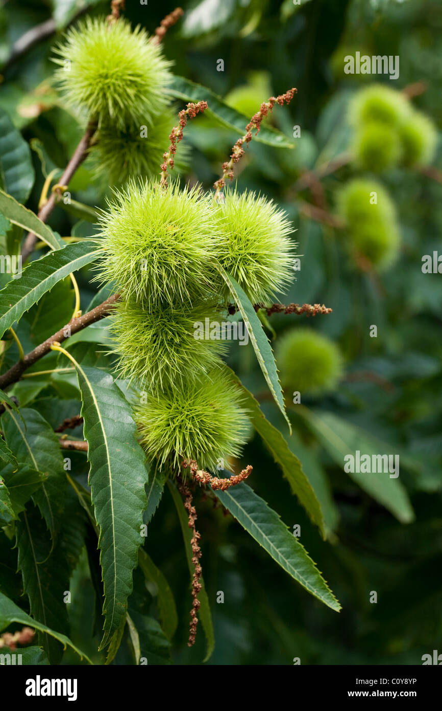 Castanea Sativa Chestnut High Resolution Stock Photography and Images ...