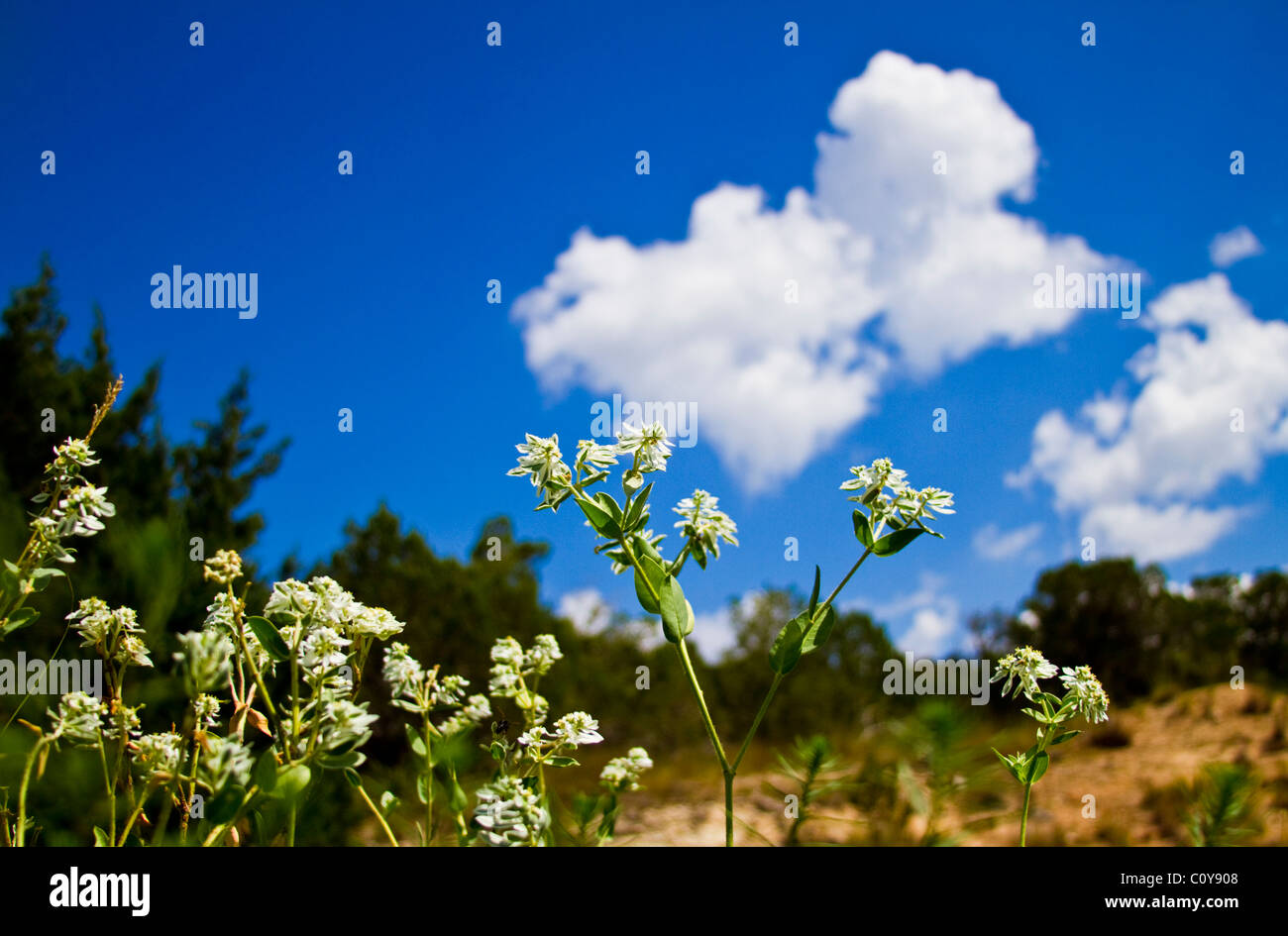 Wildflowers snow-on-the-mountain with clouds and sky from a low angle ...