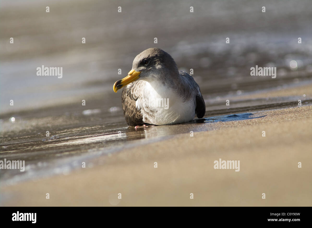 Cory's Shearwaters (Calonectris diomedea borealis) stading on the sand ...