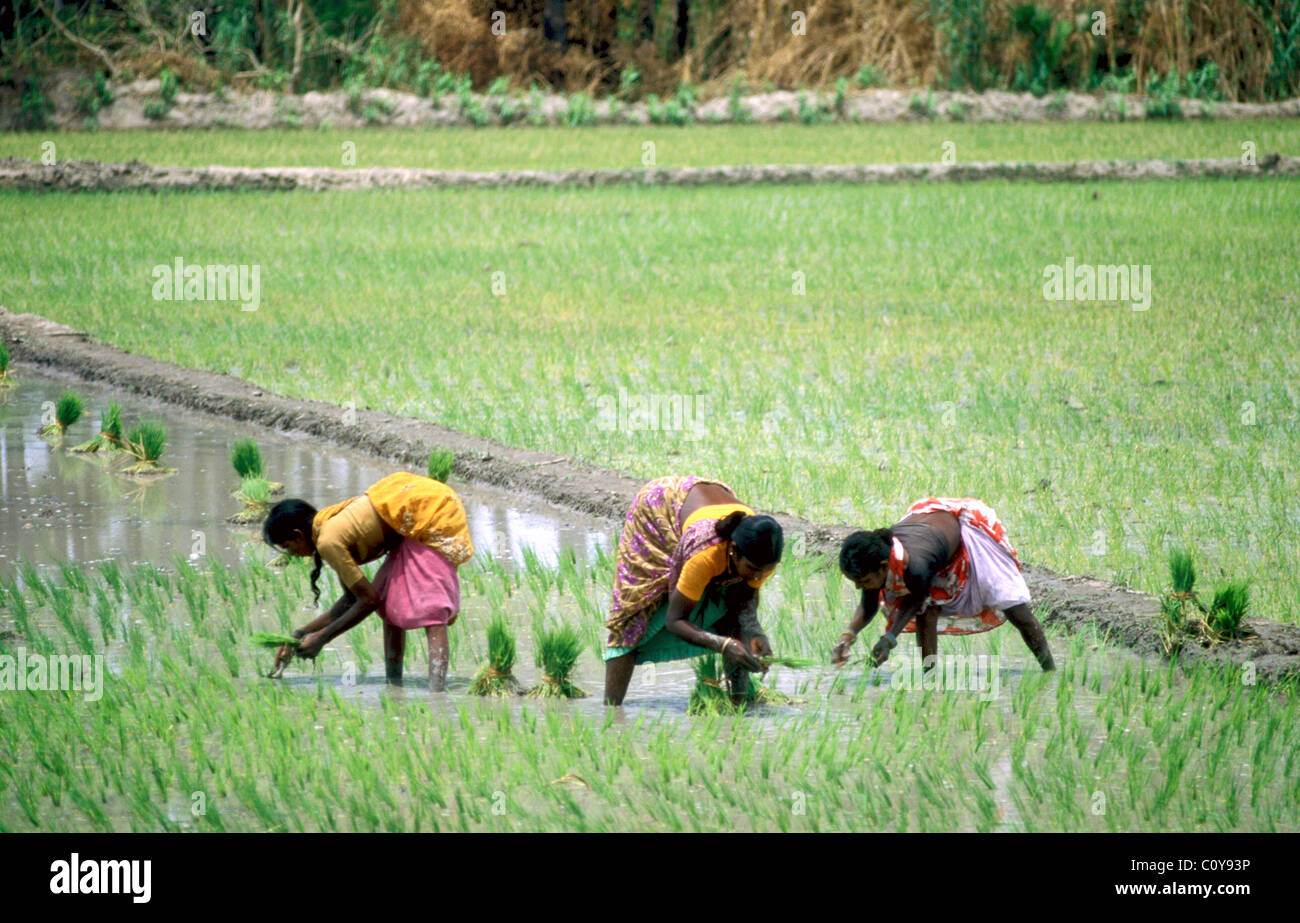 rural scene tamil nadu southern india Stock Photo - Alamy
