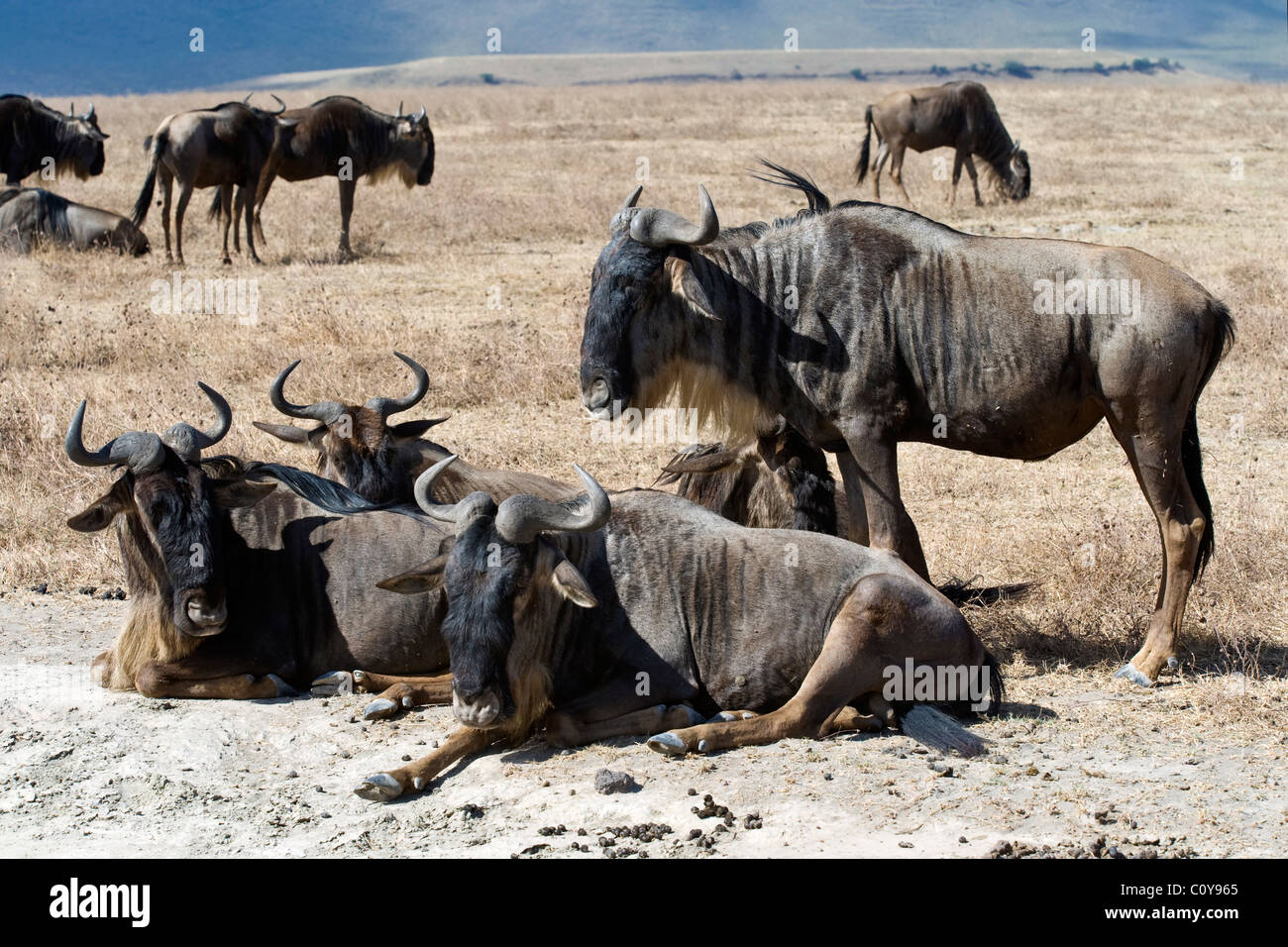 Common Wildebeest, Connochaetes taurinus, resting, Ngorongoro Crater ...