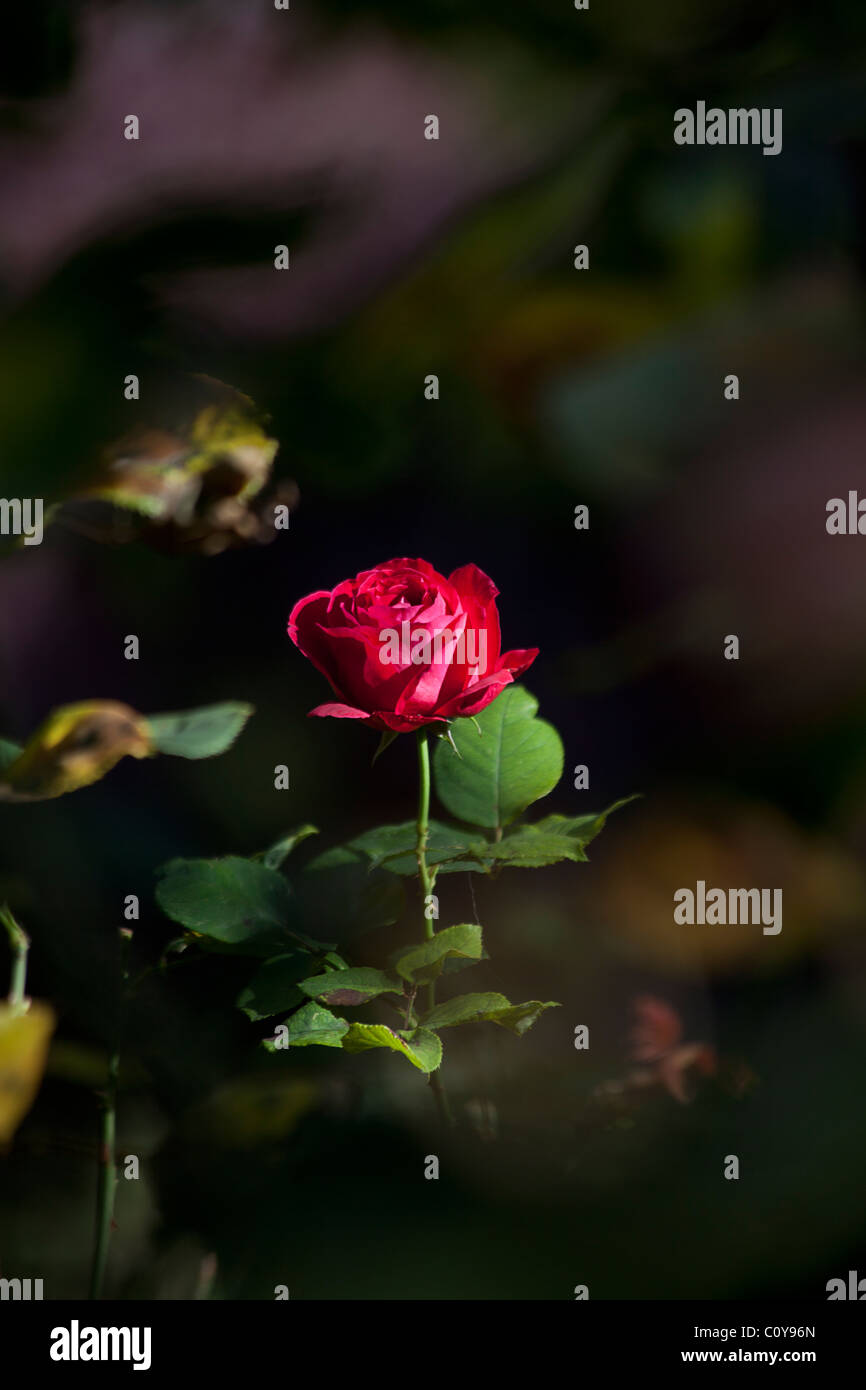 red rose in the sun lights Stock Photo - Alamy