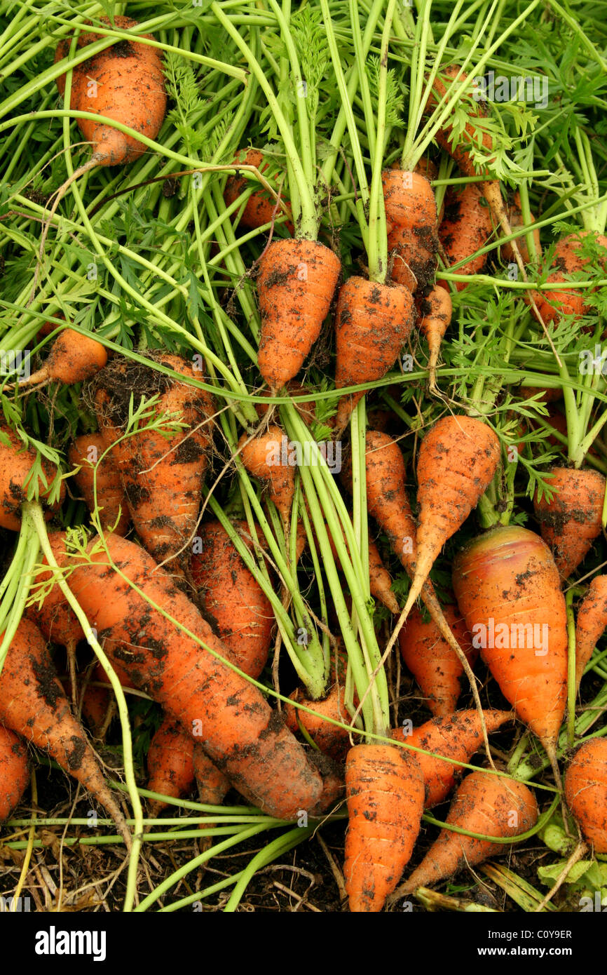 Fresh carrots with dirt pulled from the garden Stock Photo - Alamy