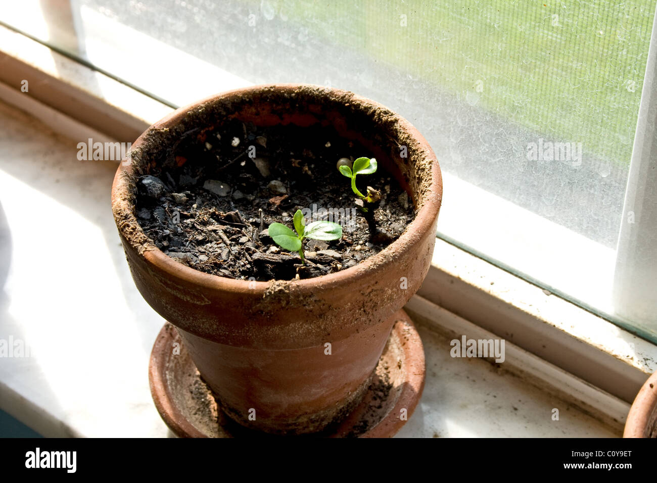 Seedling getting sunshine in a window Stock Photo - Alamy