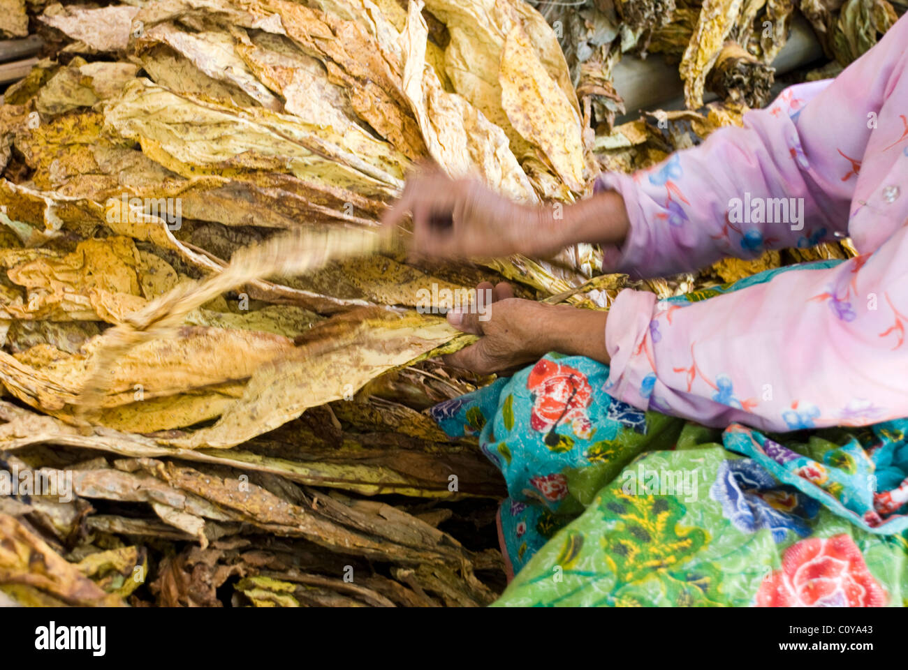 tobacco process worker lombok indonesia Stock Photo - Alamy