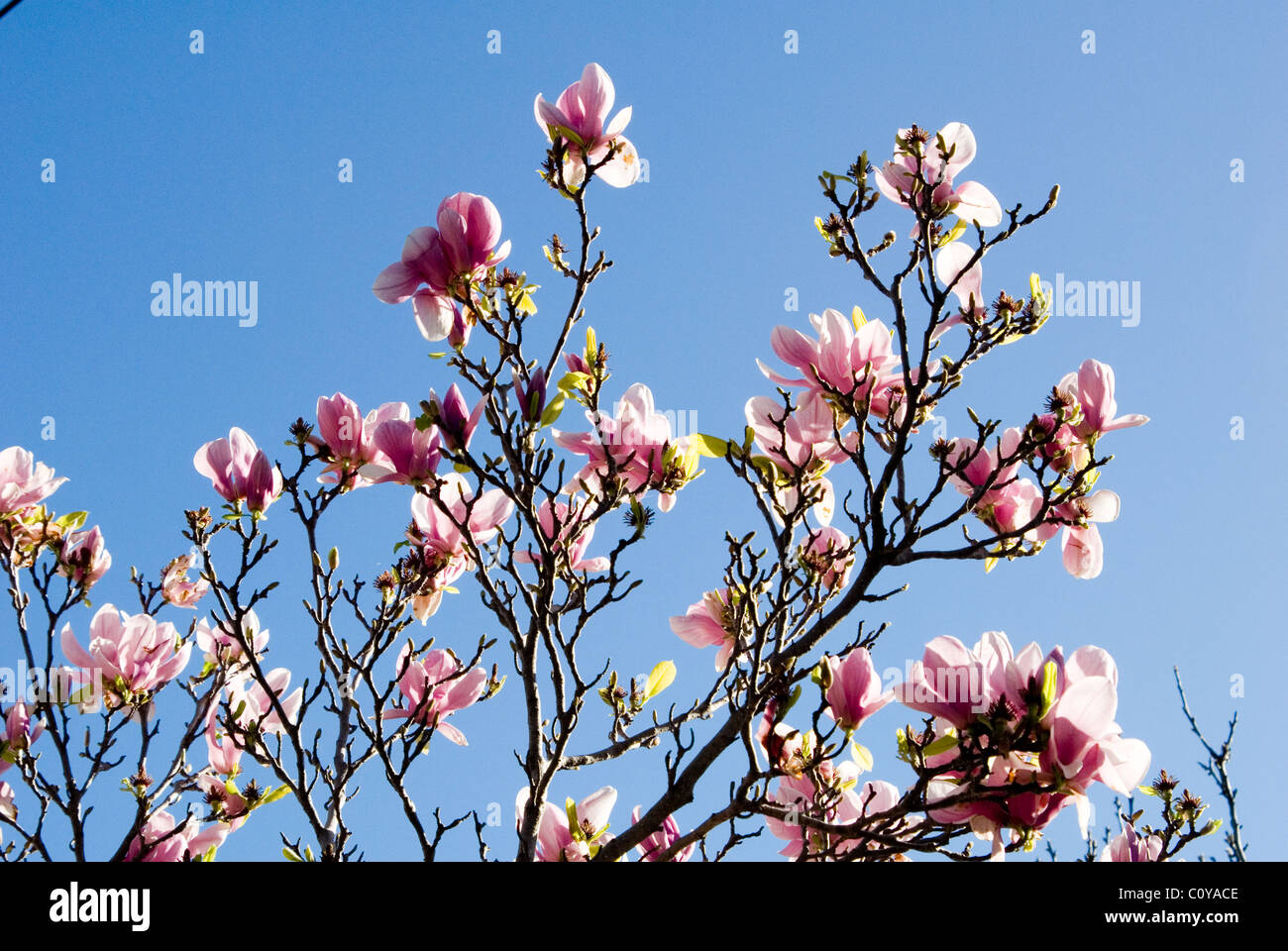 Australian pink Magnolia tree in flower against a blue sky Stock Photo ...