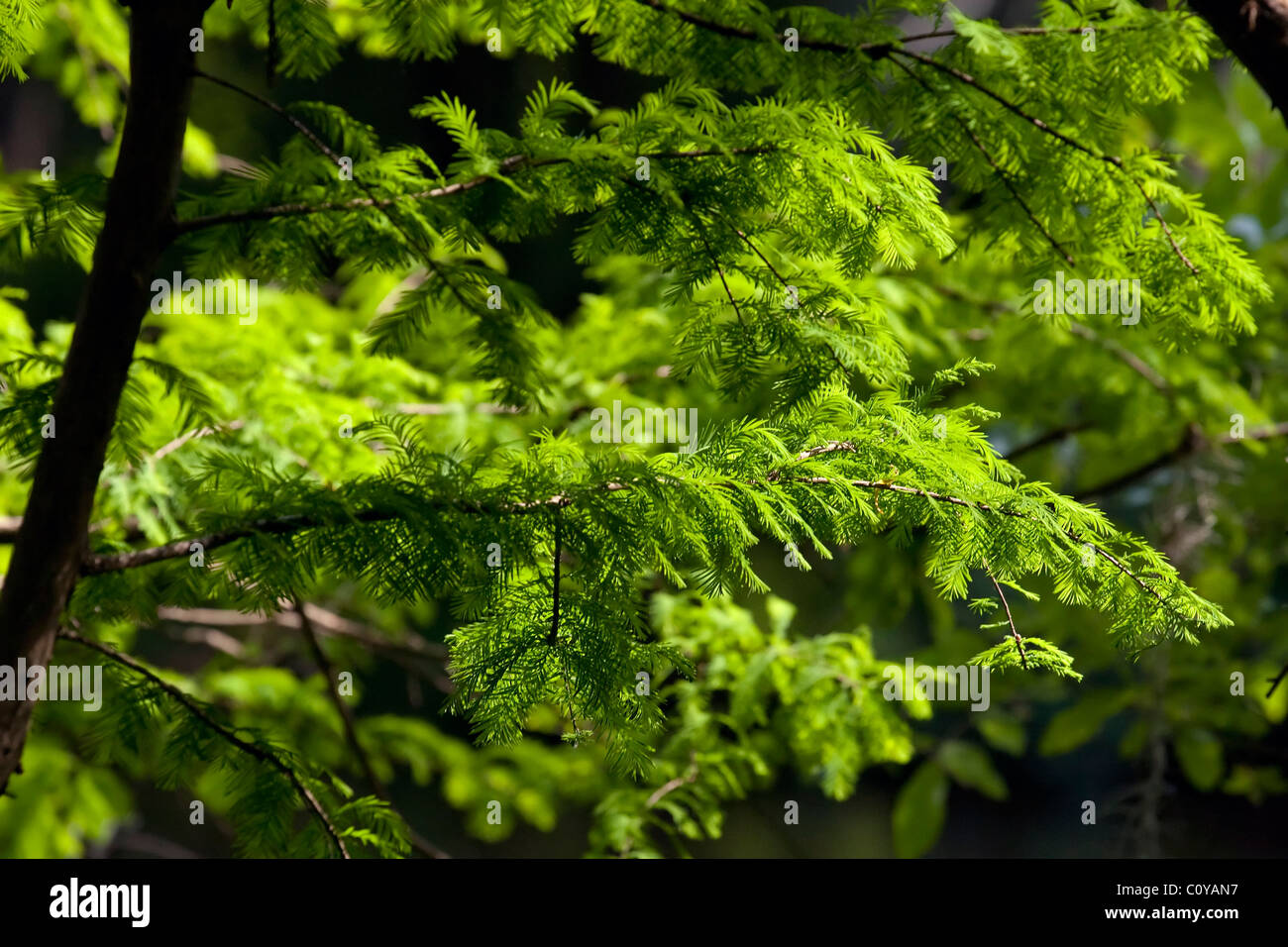 A shallow depth of field shot of a small bald cypress tree displaying ...