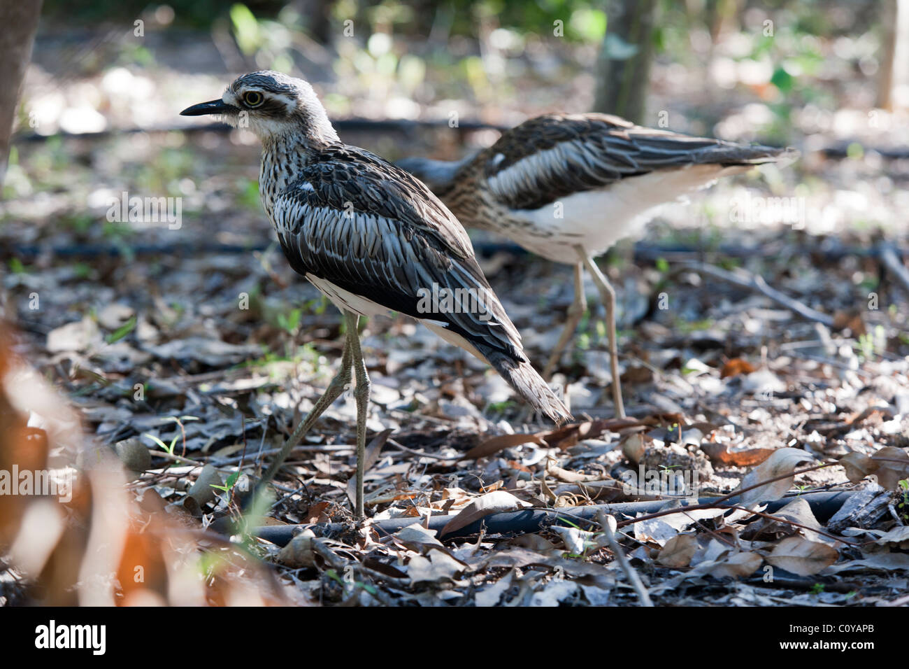 Curlew island hi-res stock photography and images - Alamy