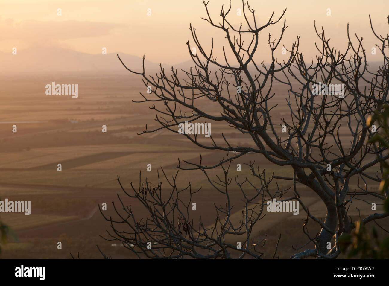 Sunset and gum tree hi-res stock photography and images - Alamy