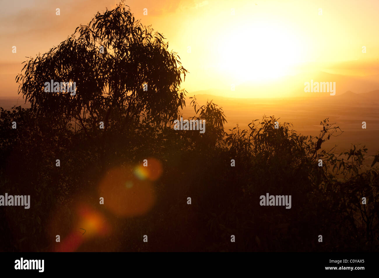 Sunset and gum tree hi-res stock photography and images - Alamy