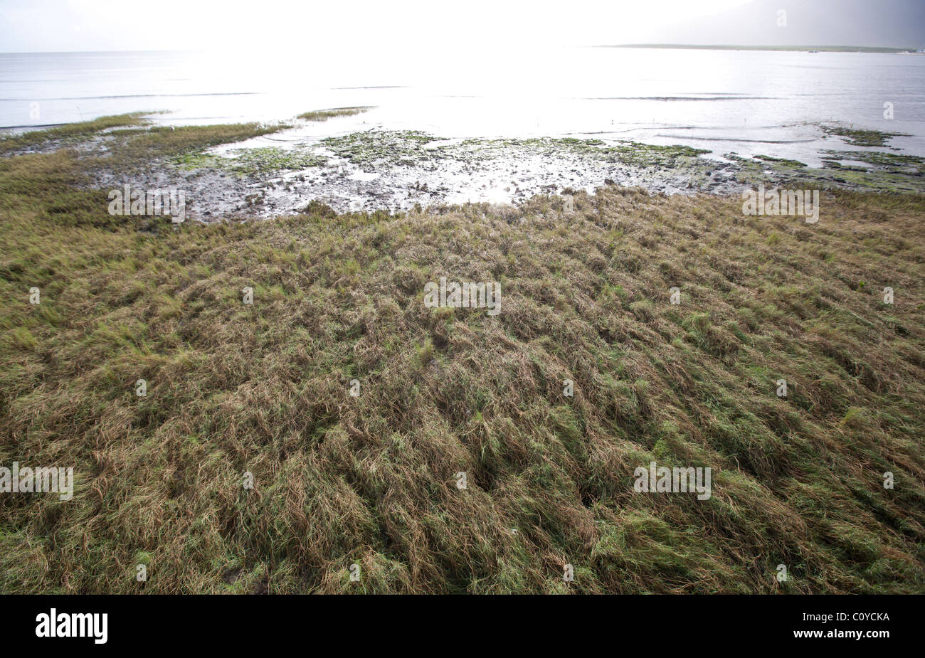 Intertidal swamp marsh showing grasses endemic to this biome. Cairns ...