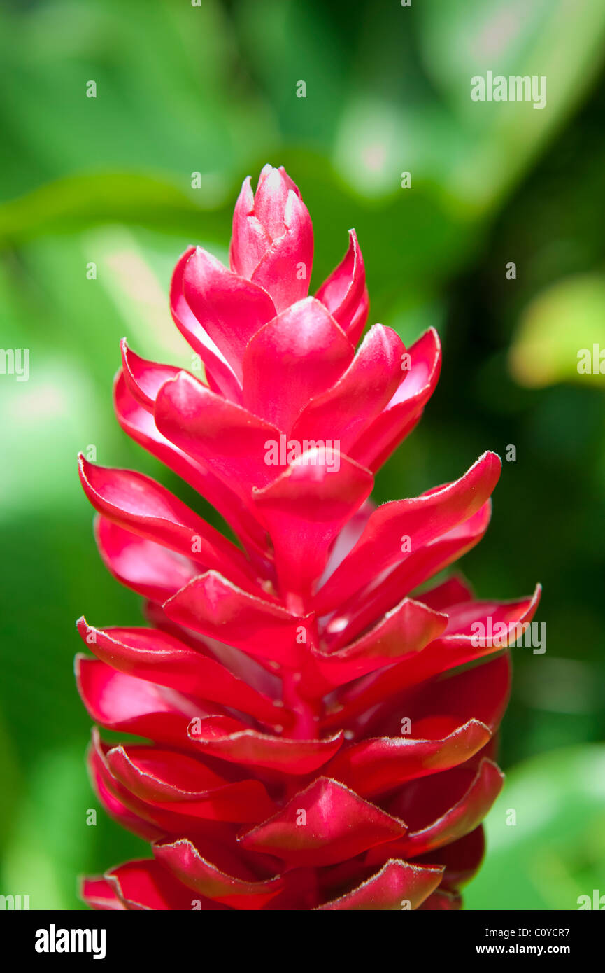 Red Ginger Flower in Tropical Garden Stock Photo - Alamy