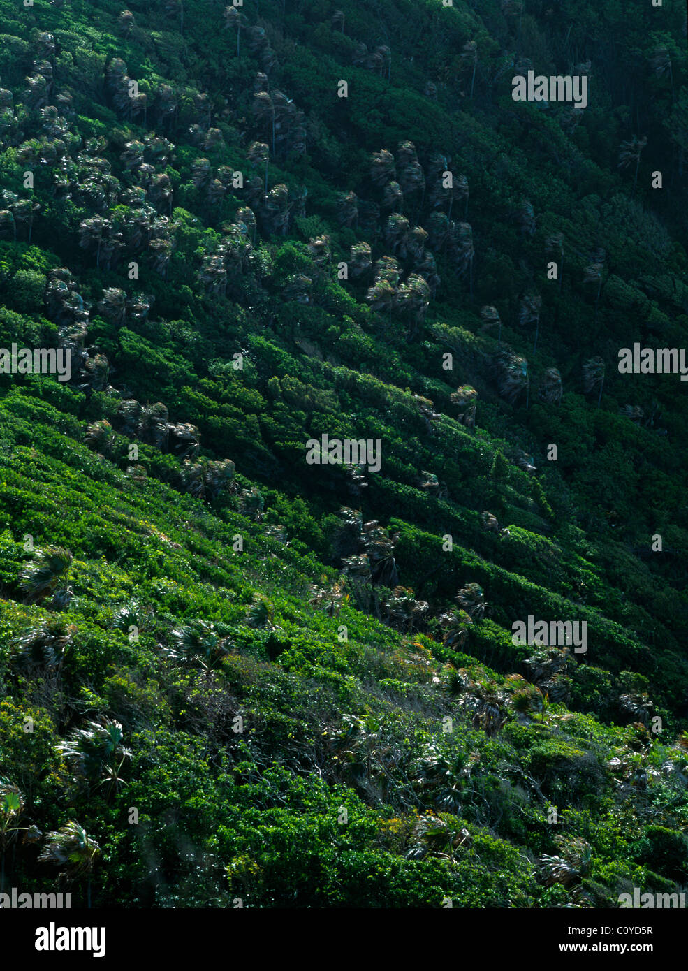 Hillside And Palm Trees Little Tobago Tobago Stock Photo - Alamy