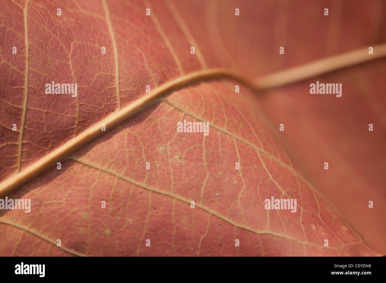 brown leaf texture Stock Photo - Alamy