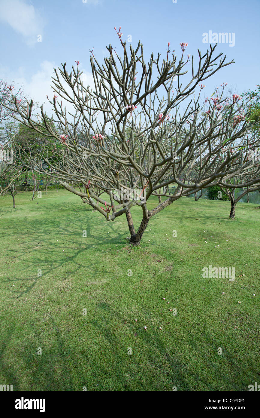 Frangipani in the garden hi-res stock photography and images - Alamy