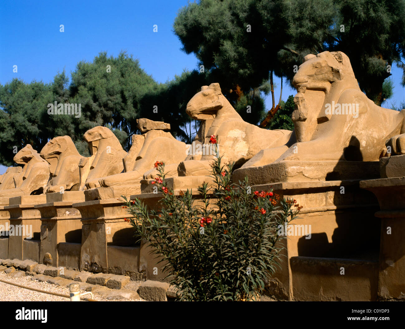Karnak Temple Complex Egypt Avenue of Ram-Headed Sphinxes the Ram ...