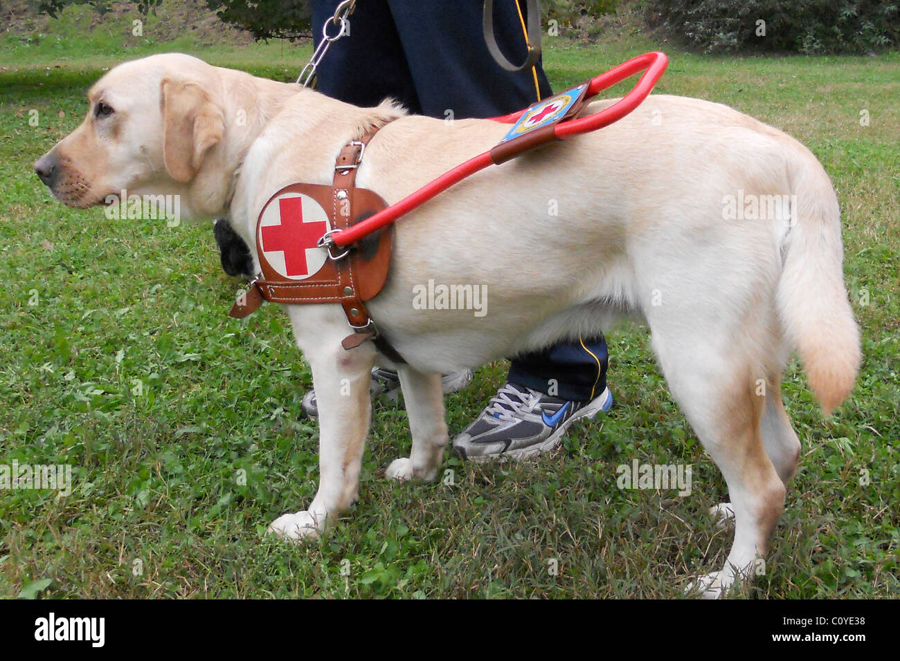Red cross Dog Stock Photo - Alamy