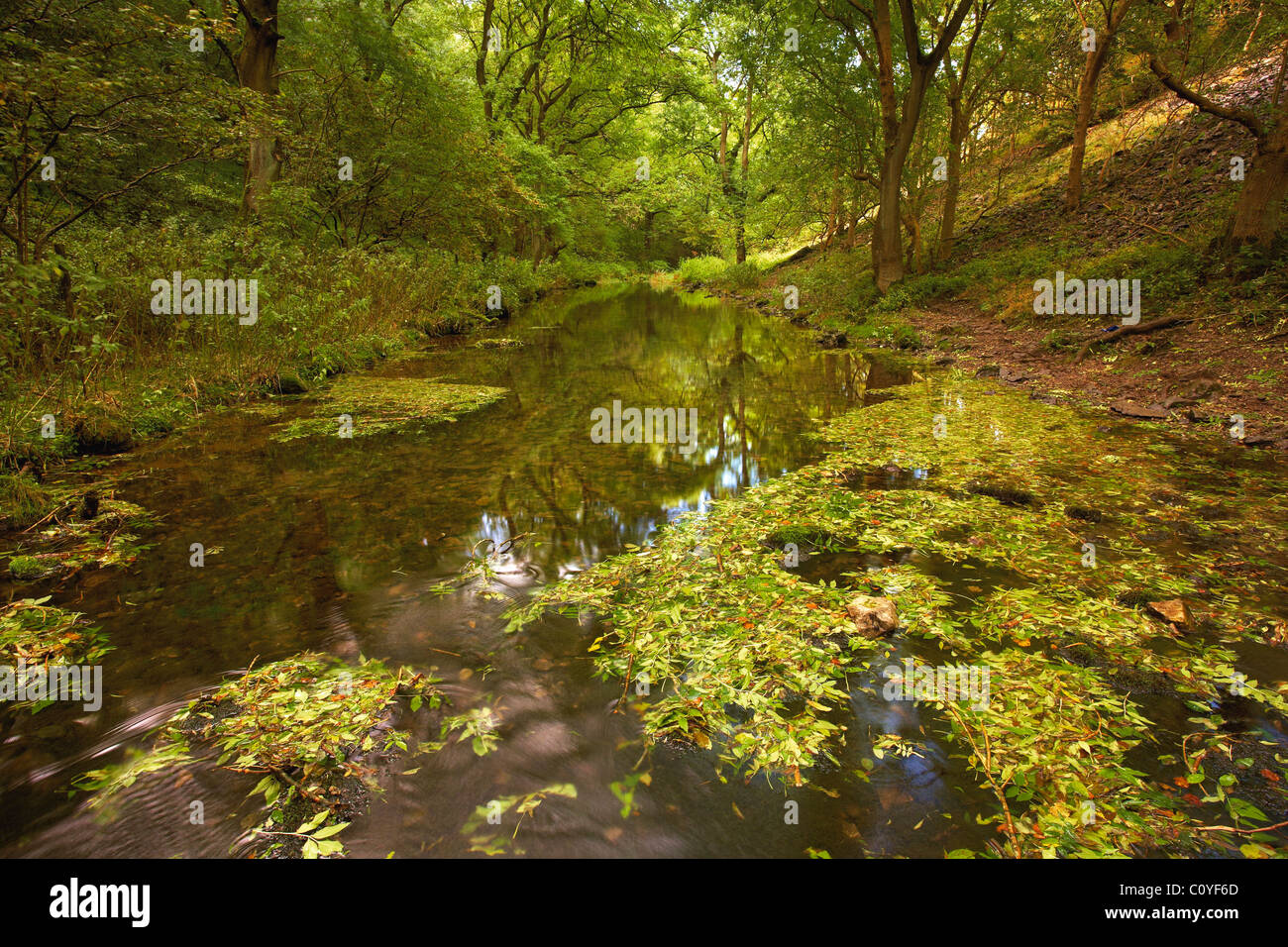 Lathkill Dale River Stock Photo - Alamy