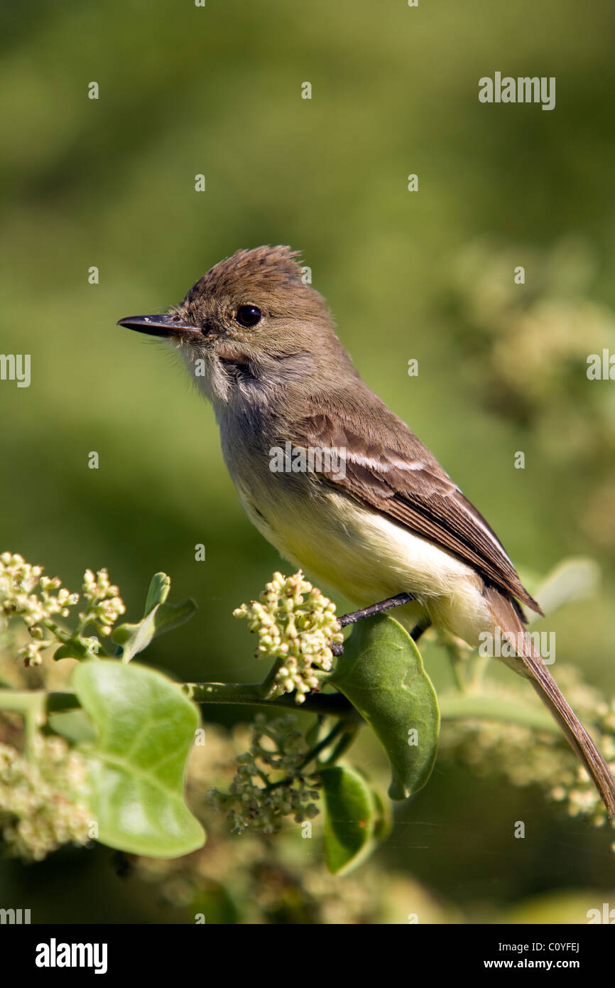 Large-billed Flycatcher (Galapagos Flycatcher) - Tortuga Bay - Santa ...