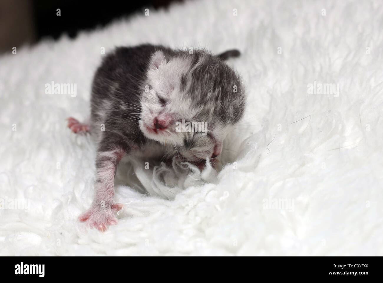 Double Headed Kitten