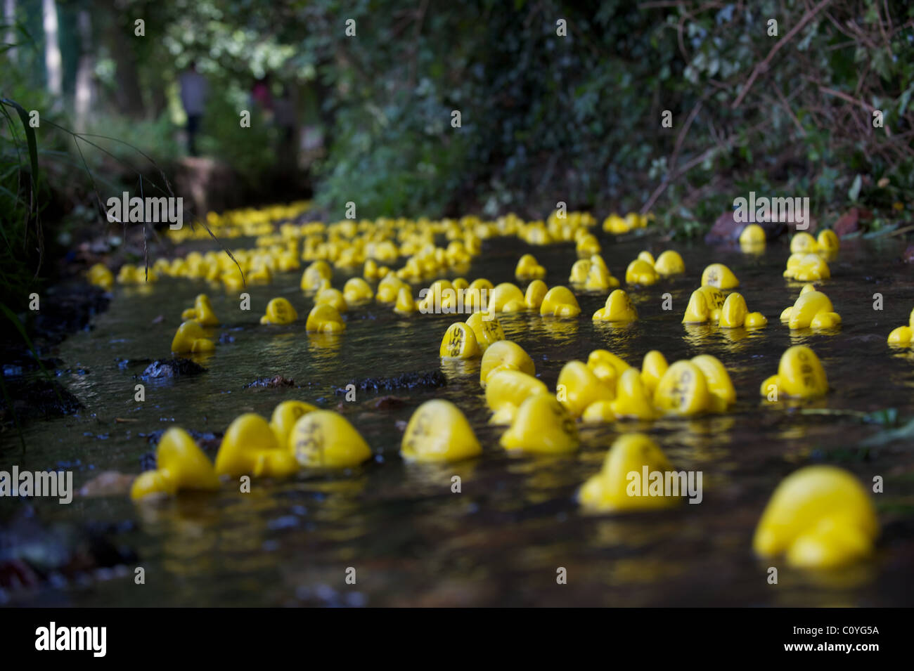 plastic ducks in duck race in Chesham, UK Stock Photo - Alamy
