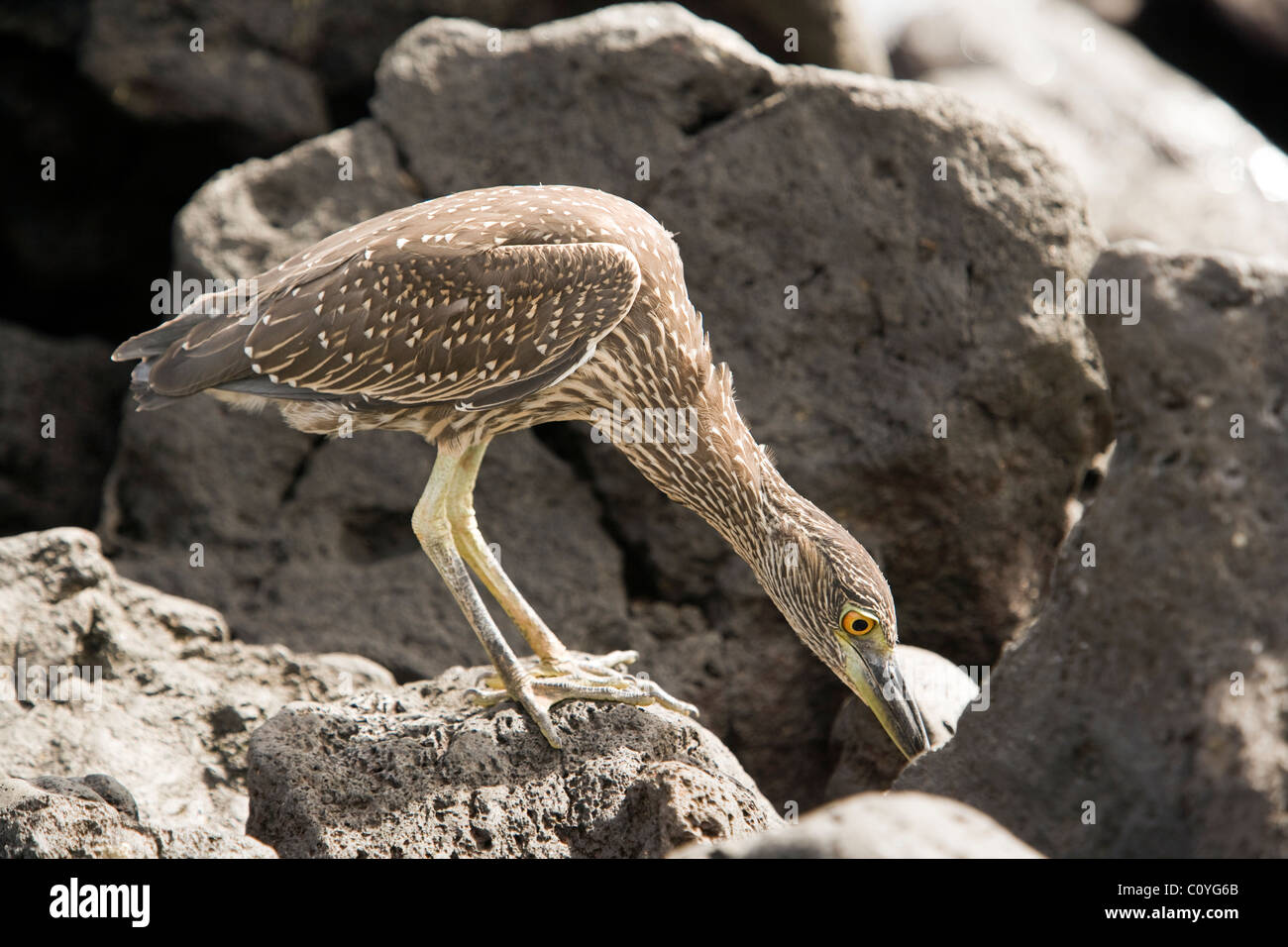 Yellow Crowned Night Heron Immature High Resolution Stock Photography ...
