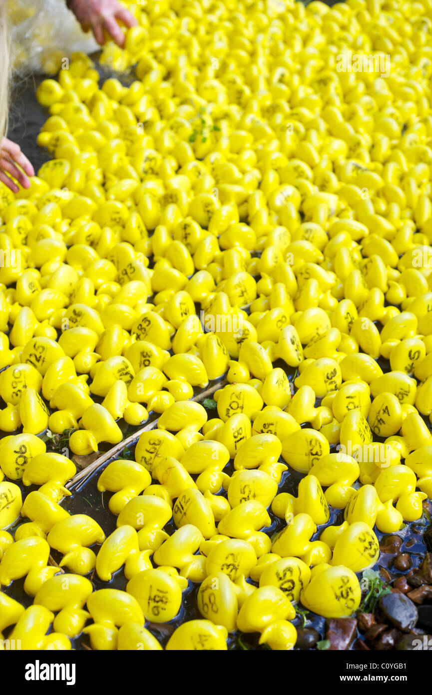 plastic ducks at start of duck race in Chesham, UK Stock Photo - Alamy