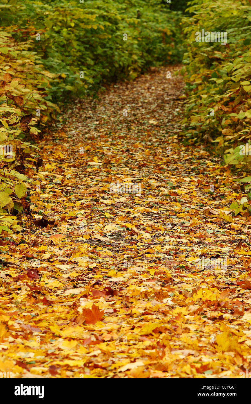 Pathway covered with fallen autumn leaves Stock Photo - Alamy