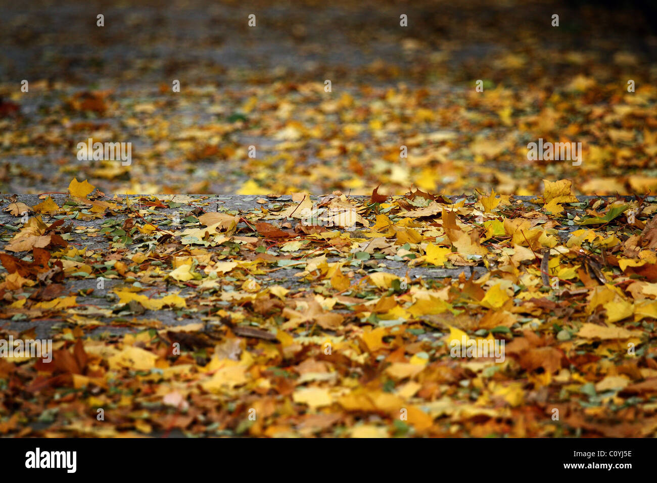 Fallen autumn leaves Stock Photo - Alamy