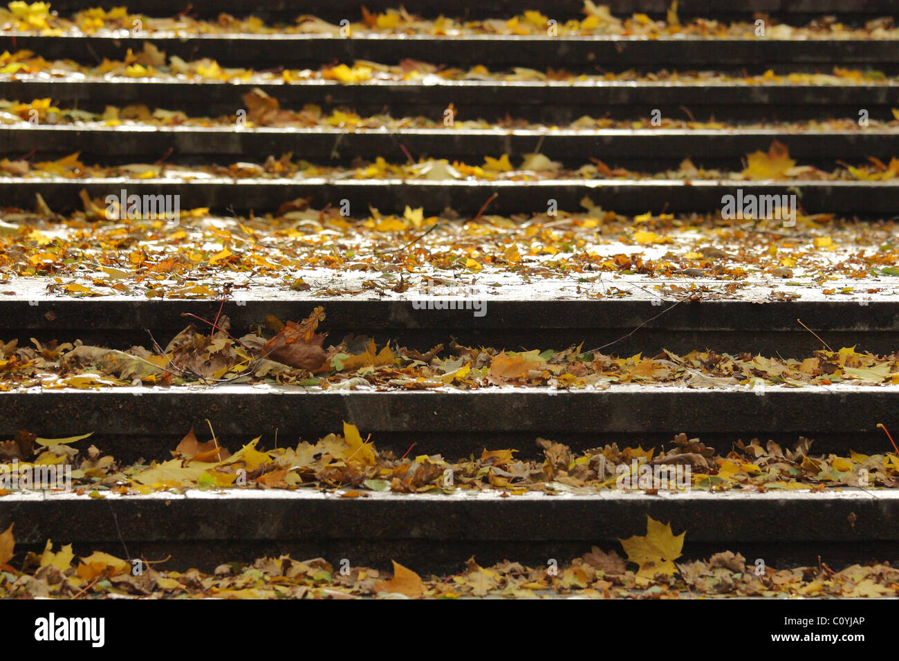 Stairs covered with fallen autumn leaves Stock Photo - Alamy
