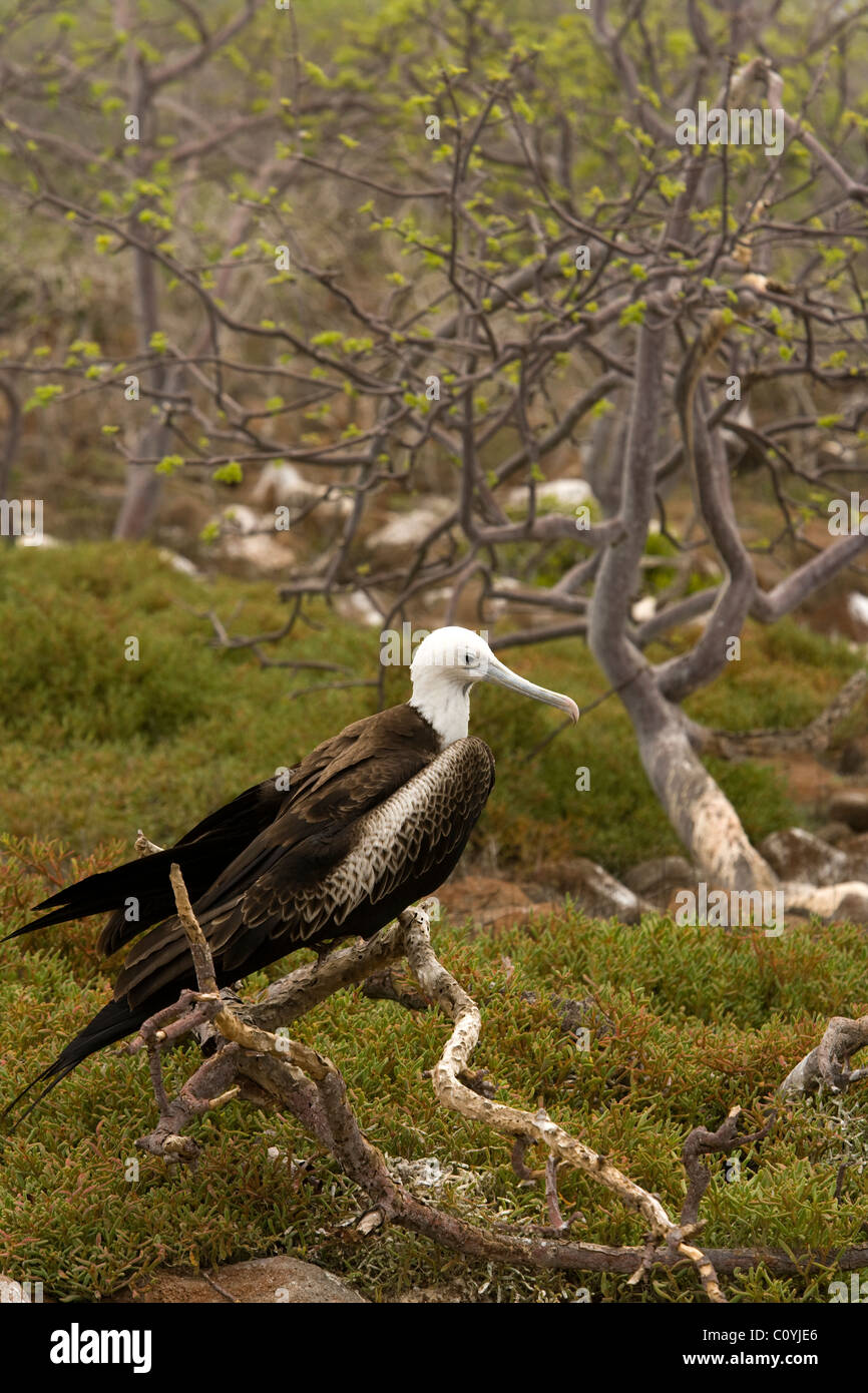 Magnificent Frigatebird - North Seymour (Seymour Norte) Island ...