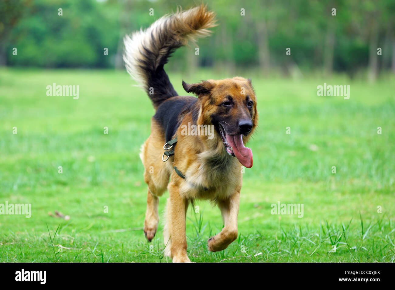 Running german shepard dog hi-res stock photography and images - Alamy