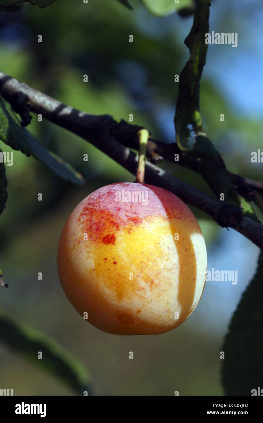 Close up of fruit plum of Lorraine, Nancy, France Stock Photo - Alamy