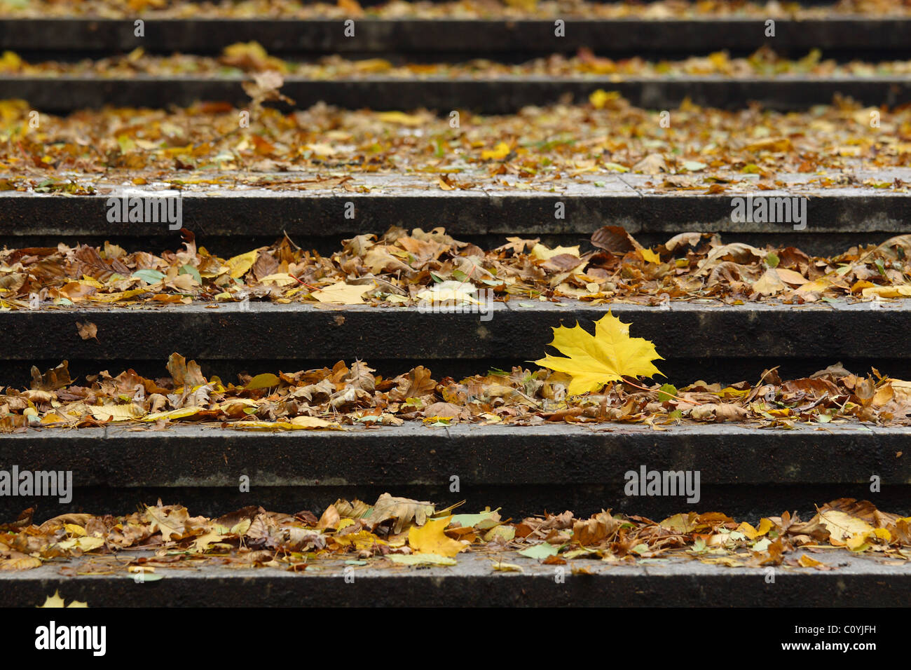 Stairs covered with fallen autumn leaves Stock Photo - Alamy