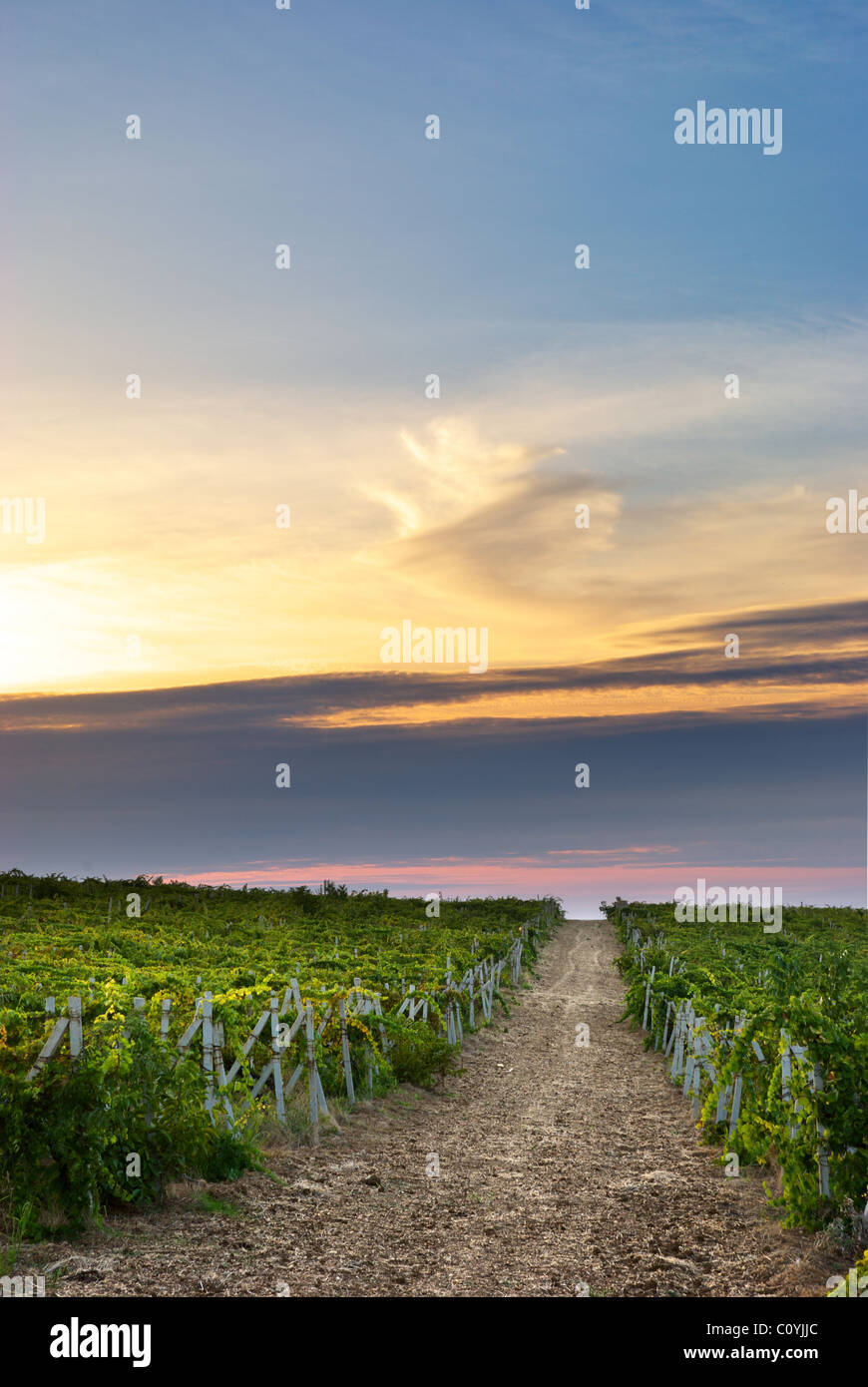 Beautiful landscape of vineyard. Nature composition Stock Photo - Alamy