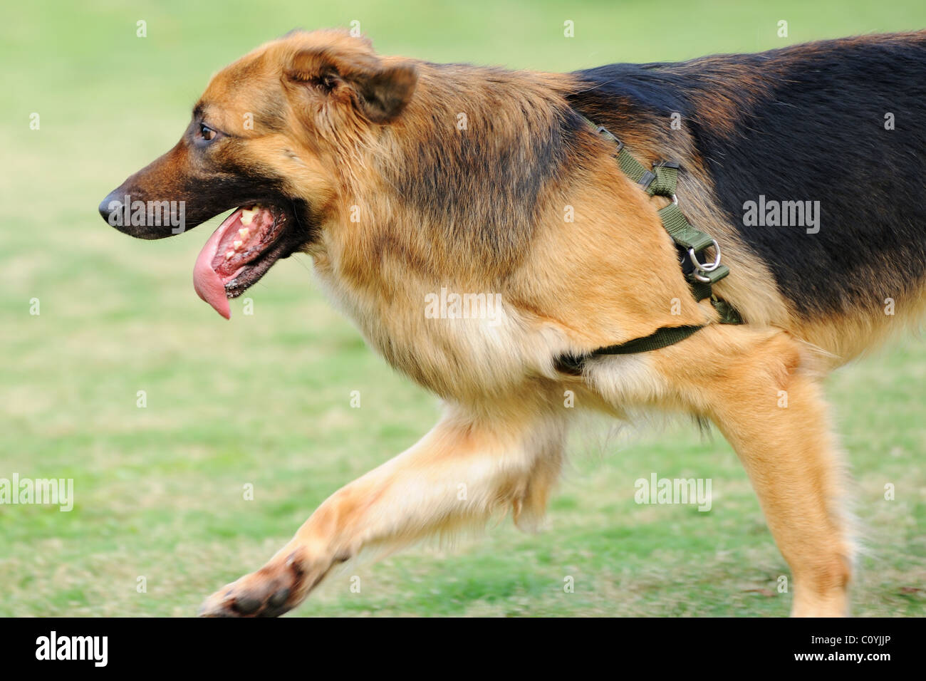 German Shepard dog running on the lawn Stock Photo - Alamy