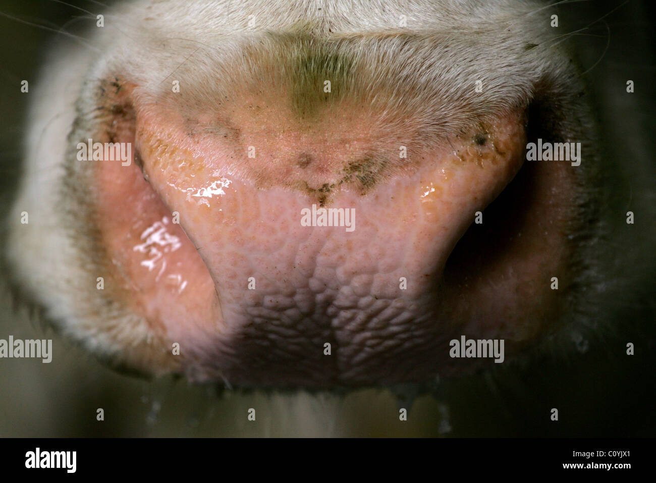 nose of thoroughbred brown and white bull at an agricultural show Stock ...