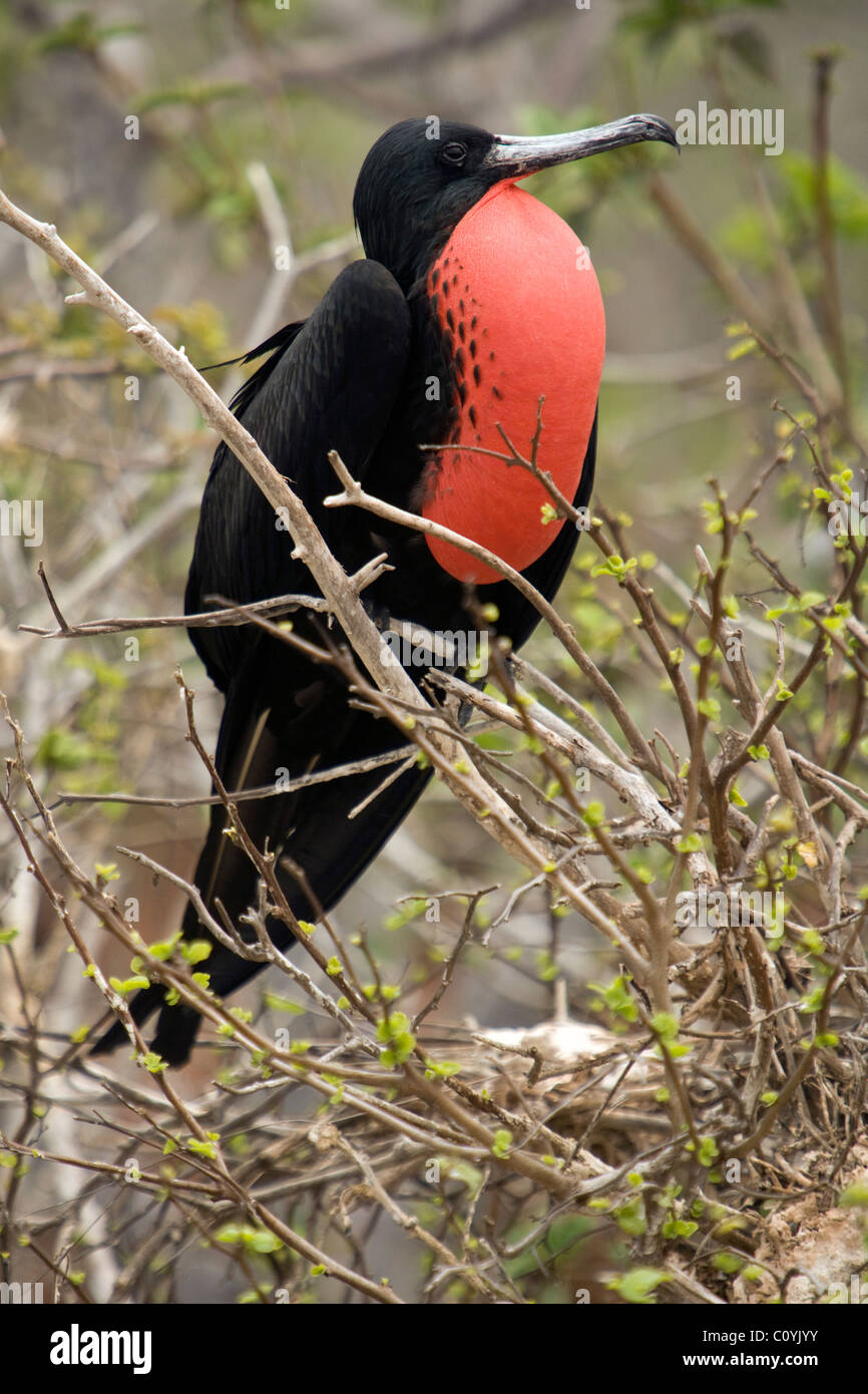 Male Magnificent Frigatebird - North Seymour (Seymour Norte) Island ...