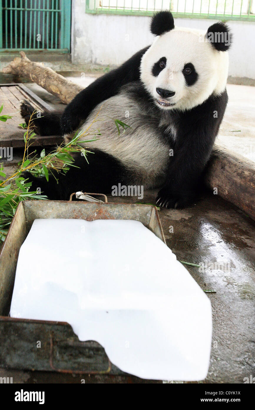 ICE COOL PANDA Giant panda Quanquan uses ice to deal with the searing ...