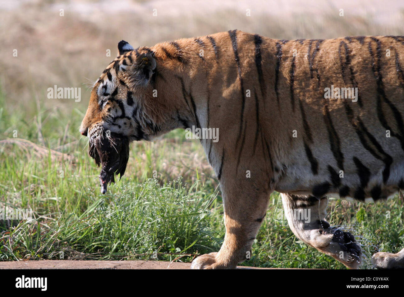 Little flapper hi-res stock photography and images - Alamy