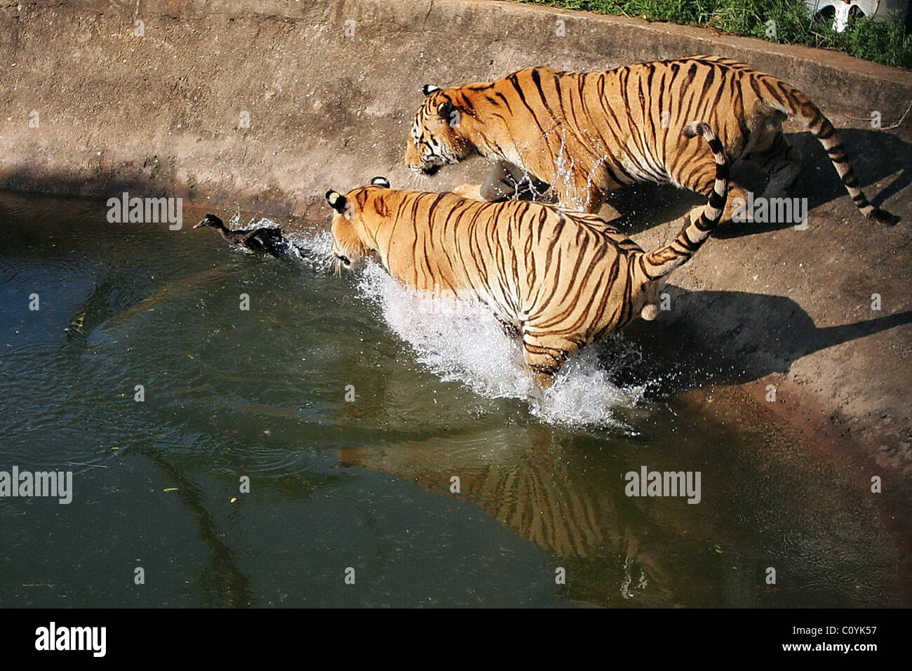 Little flapper hi-res stock photography and images - Alamy