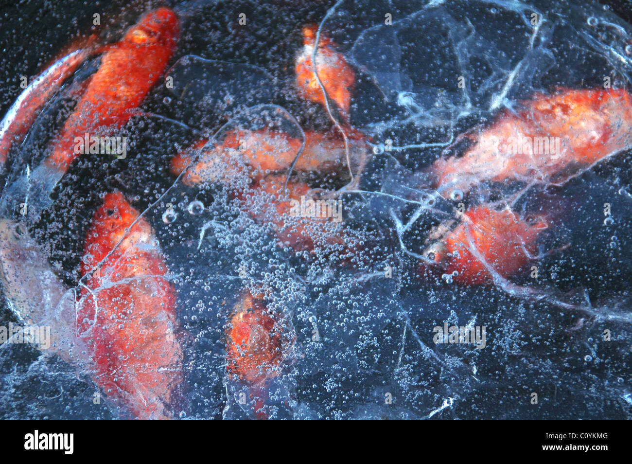 FREEZING FISH BECOME WORKS OF ART Freezing conditions at China's ...