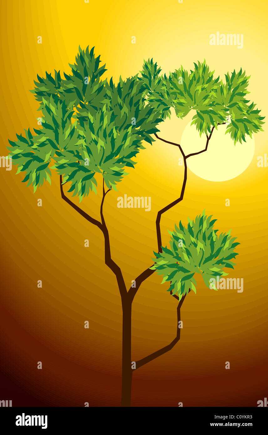 tree in sunset background Stock Photo - Alamy