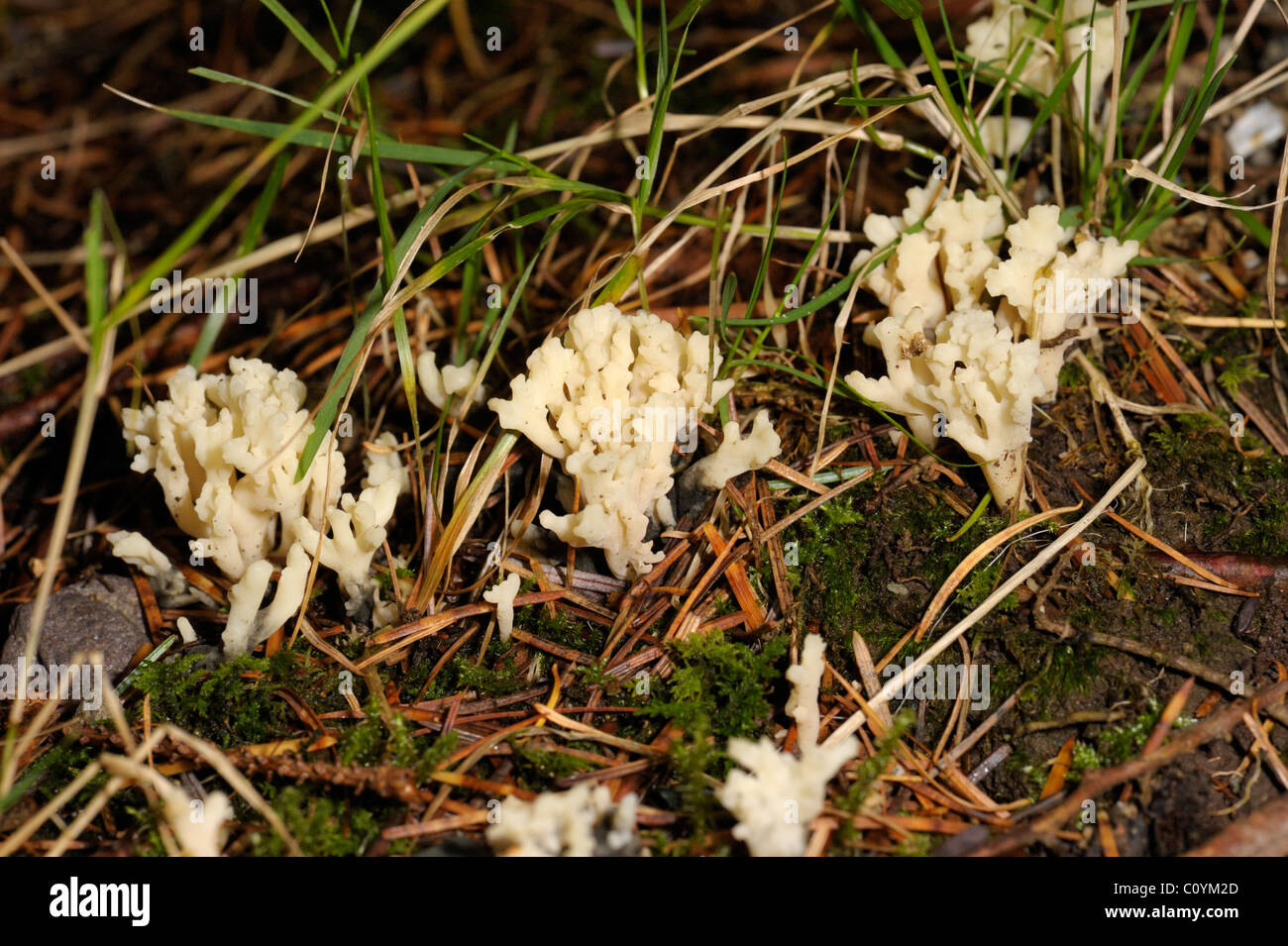 Clavulina rugosa, fairy club Stock Photo - Alamy