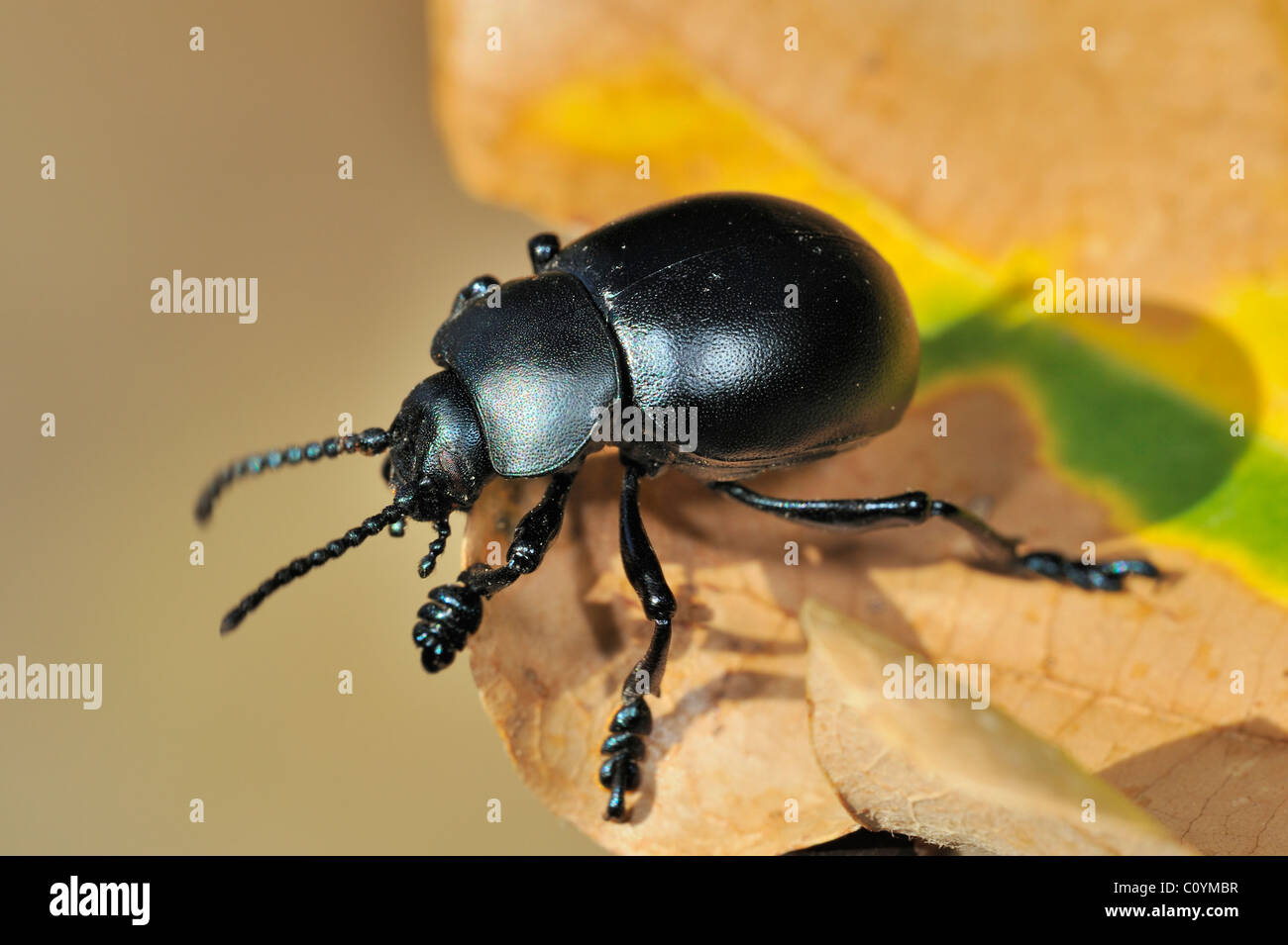 Bloody-nosed beetle / blood spewer / blood spewing beetle (Timarcha ...