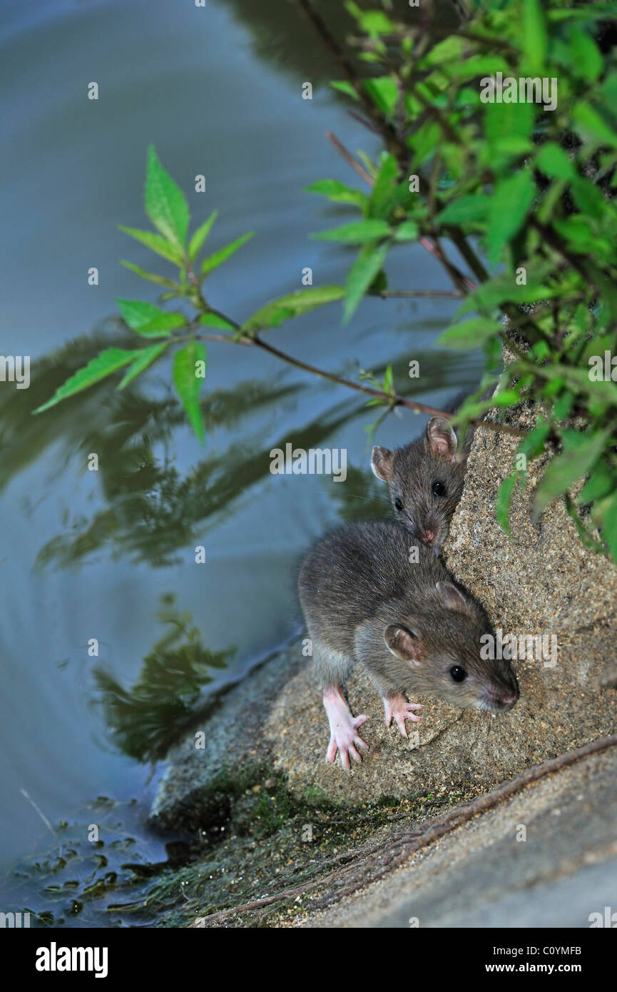 Rats High Resolution Stock Photography and Images - Alamy