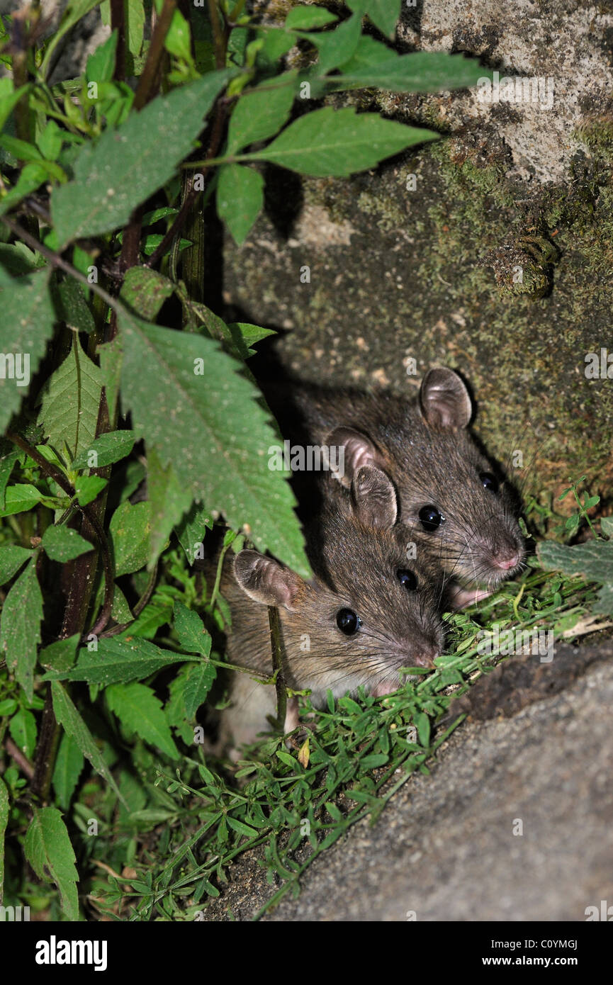 Juvenile rat hi-res stock photography and images - Alamy